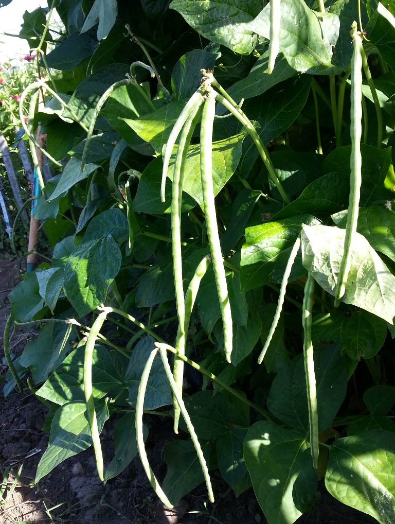 Barbara's Urban Farm World: Cow Pea