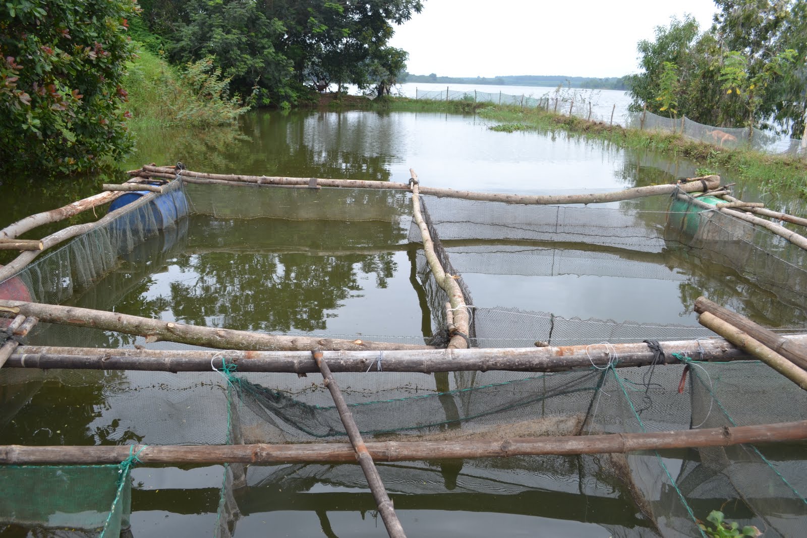 VIETNAM FISH FARM: Fish Farm