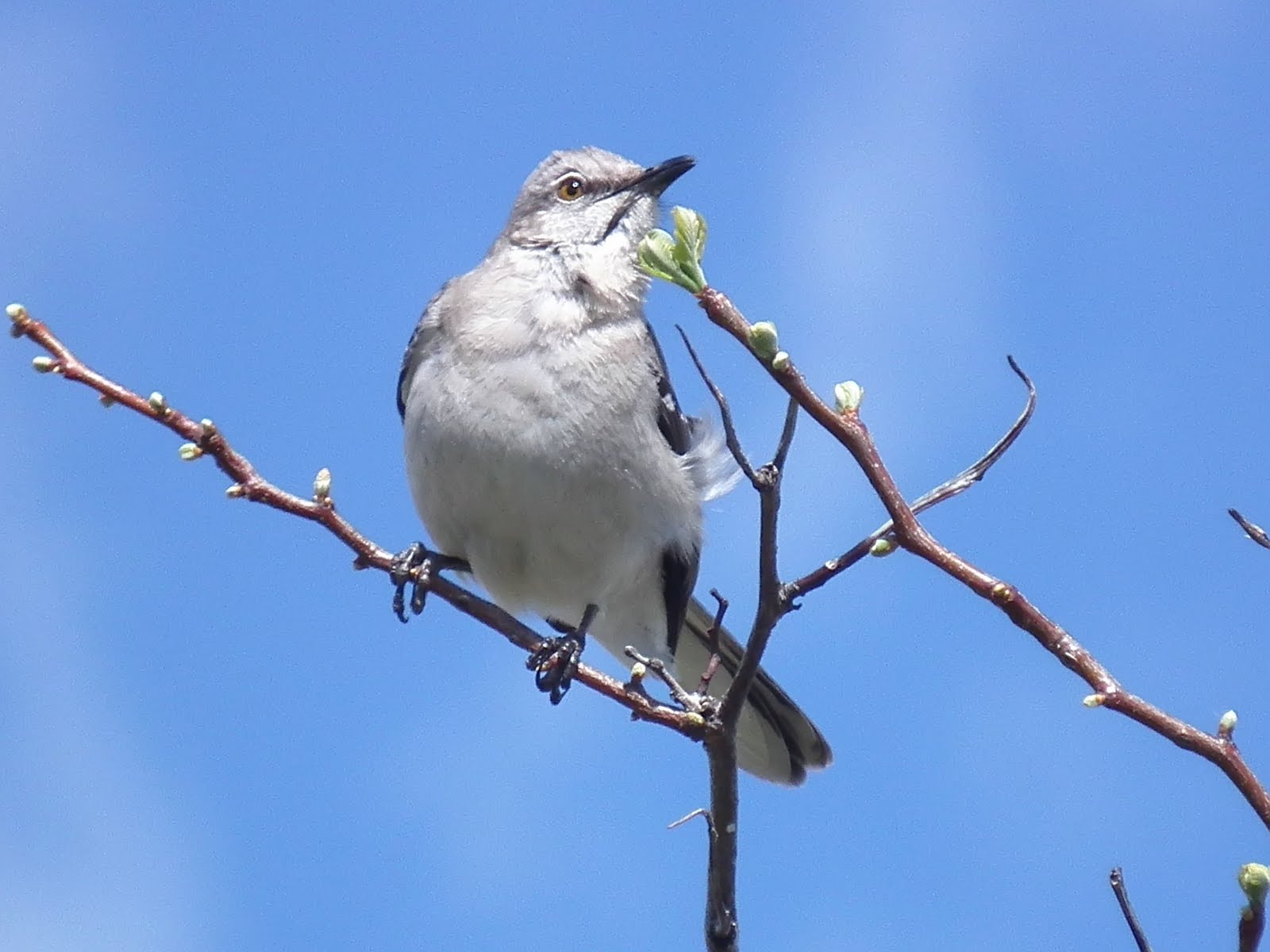 Warren's Blog: Northern Mockingbird