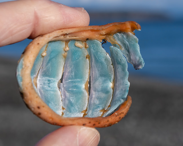 Wanderin' Weeta (With Waterfowl and Weeds): Baby-blue chiton