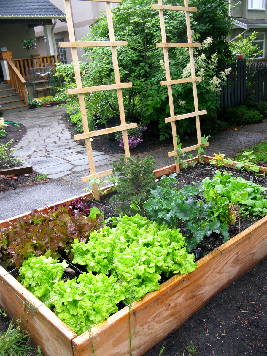 Growing Edibles in Vancouver, British Columbia: Vegetables in the Front ...