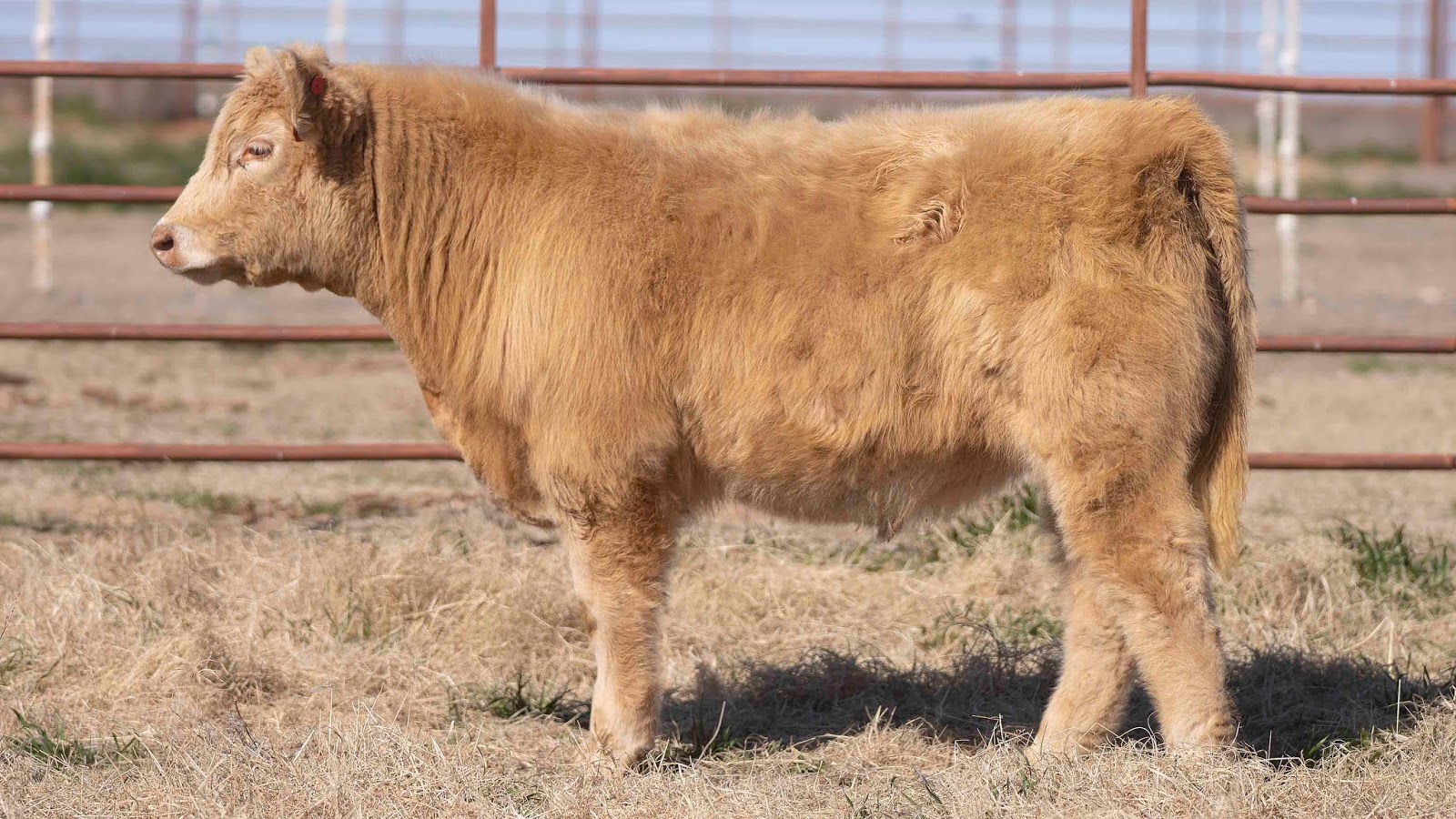 RCC Blog: Forbes & Graham Cattle Company