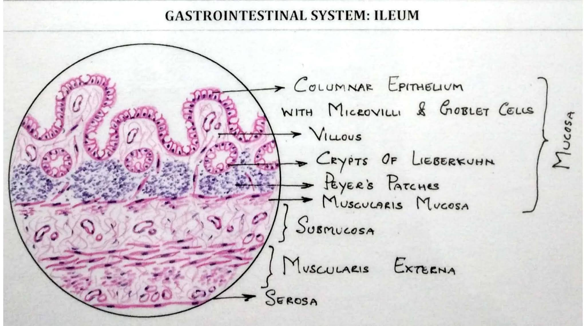Digestive System - Intestines - Theory