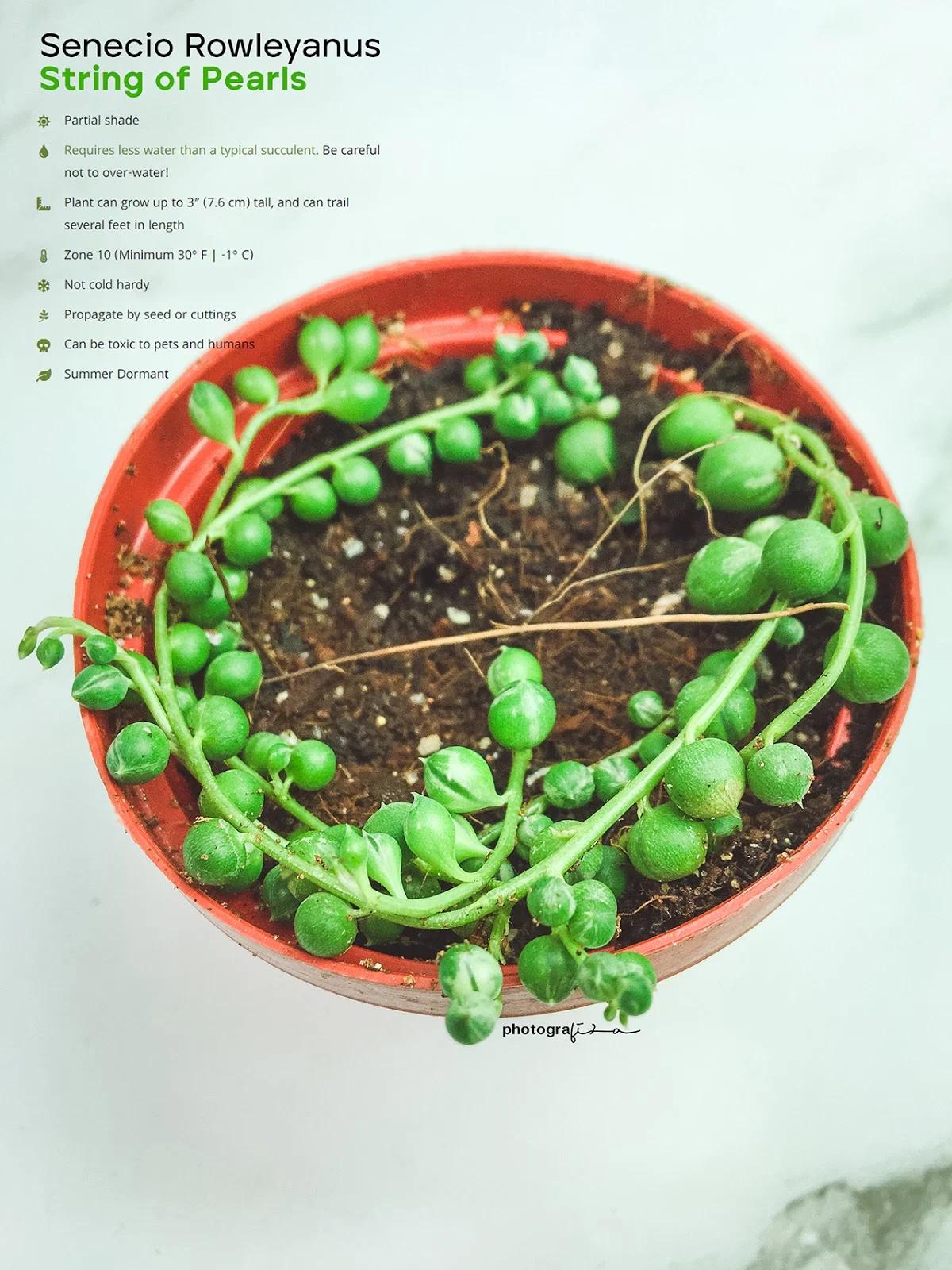 Senecio Rowleyanus String of Pearls | Blog Sihatimerahjambu
