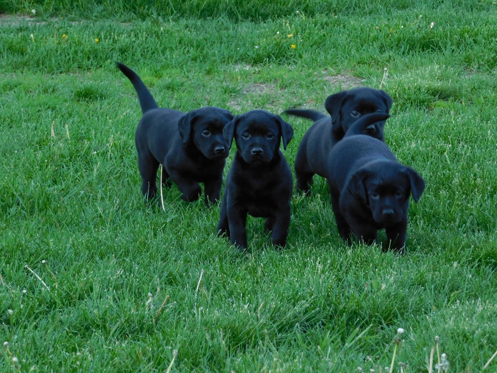 Red Dog, Spotted Sheep