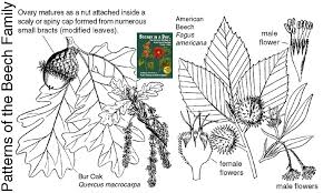 PLANT FAMILIES OF PUERTO RICO AND FLORIDA PAPO VIVES: FAGACEAE ...