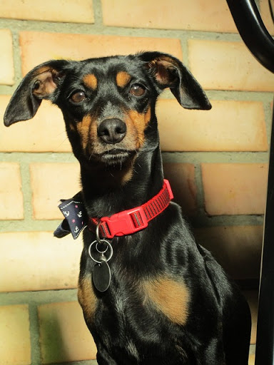 The best free pet samples, deals, sweepstakes, and giveaways