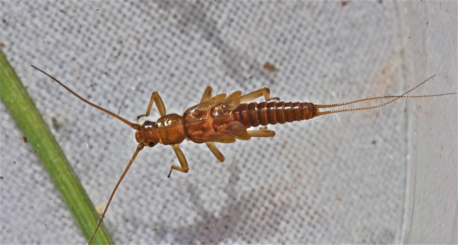 Aquatic Insects of Central Virginia: Pteronarcys scotti? Trying to ID ...