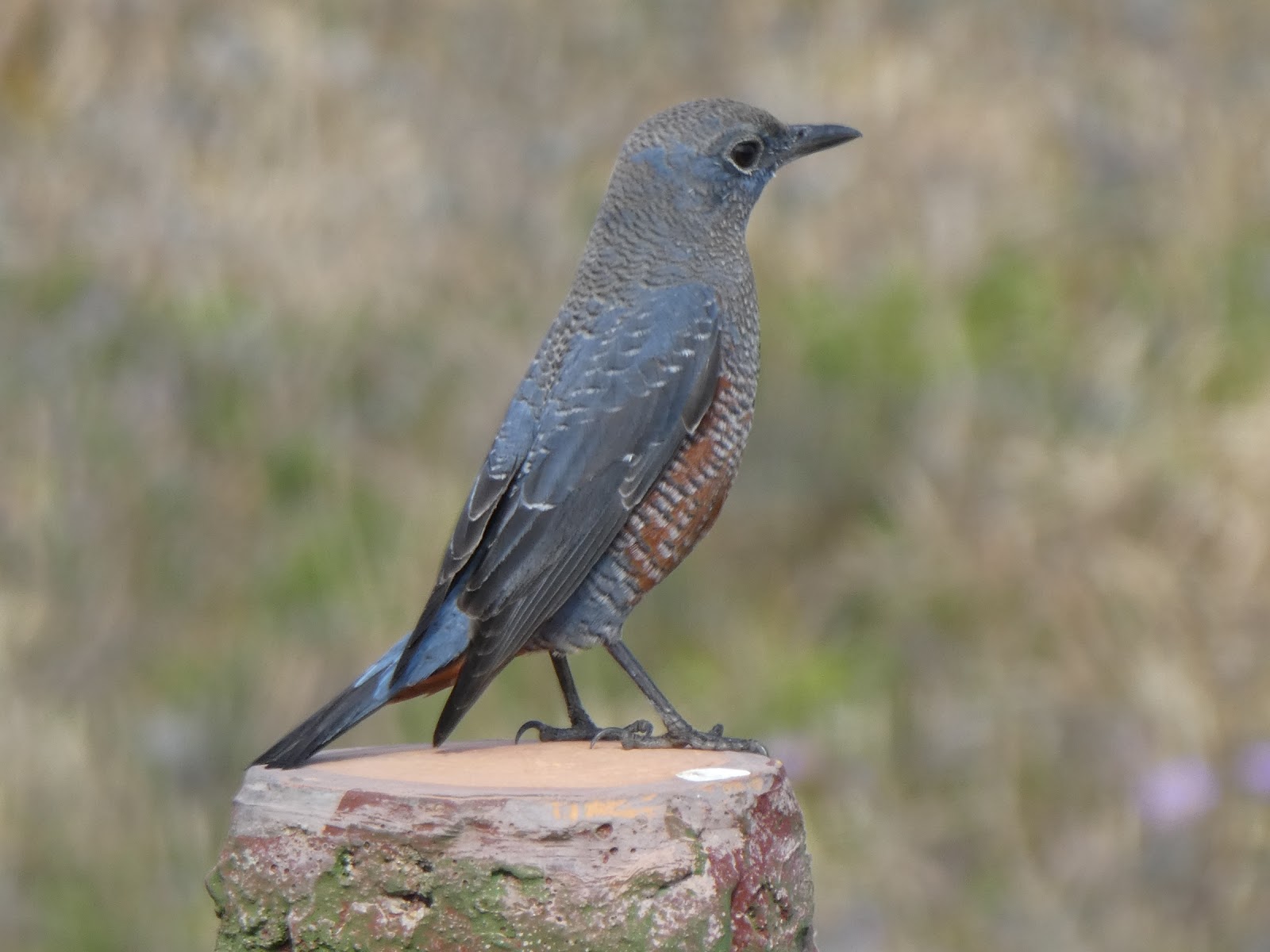WEBS OF SIGNIFICANCE: Birds abound at Jeju's Seopjikoji!