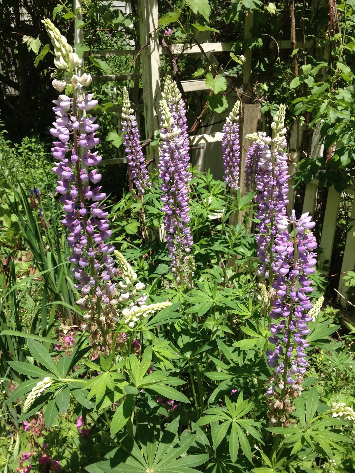 Sprouts: Friday's Flower "Lupinus"
