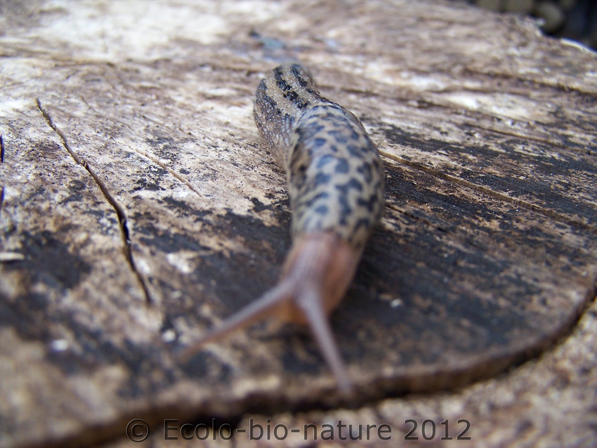 La limace tigrée : une limace mangeuse de limace