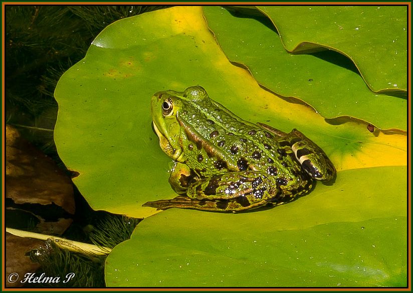 Helma's natuurfoto's: Poelkikker.......