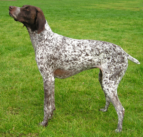 Big German Shepherds: German Shepherd Pointer
