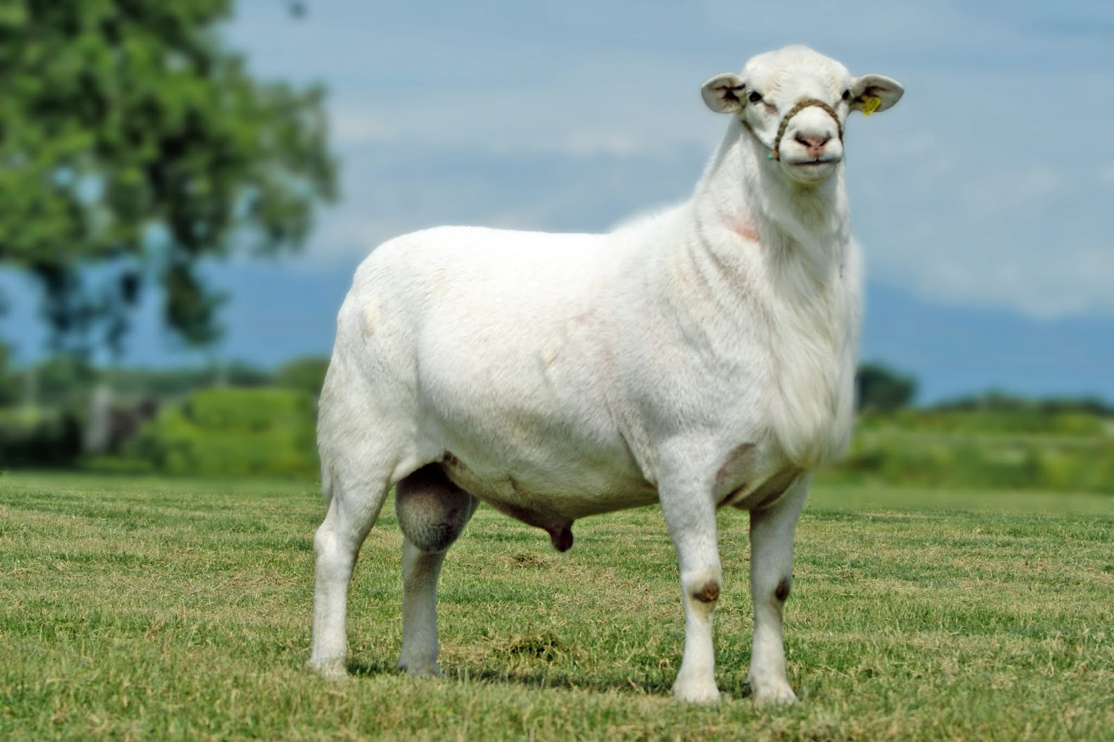 Beneficios de la carne del ovino