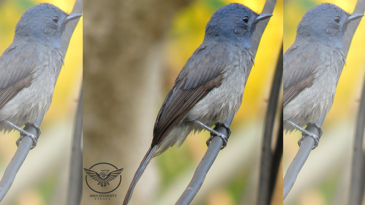 Bird Diversity Kerala - Bird Watching, Birding, Bird images and Description