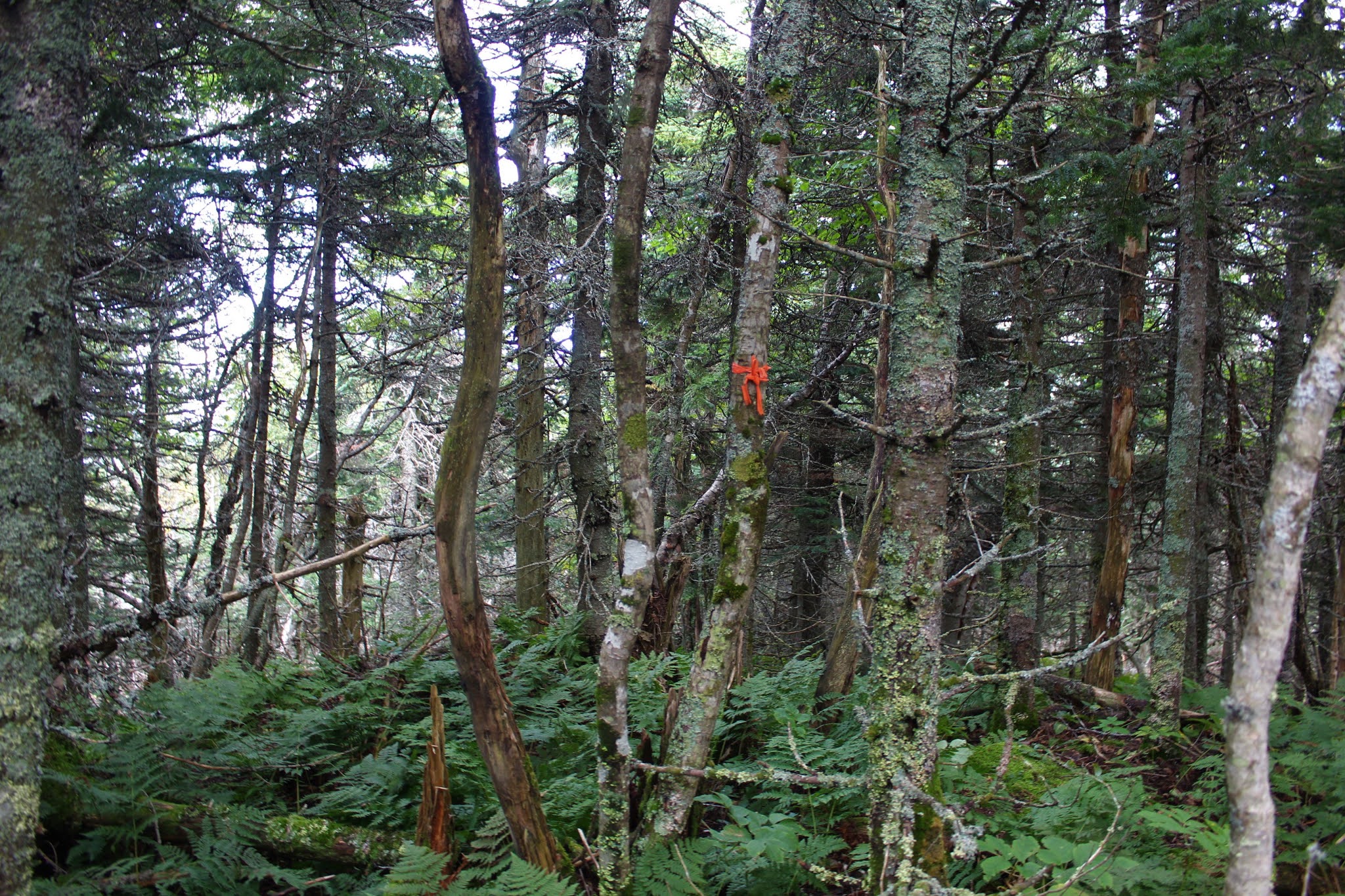 Walking Man 24 7: Cooper Kiln Pond & Morgan Mountain(Wilmington Wild ...