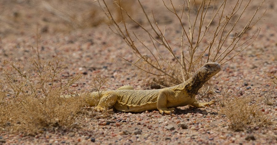 Birds of Saudi Arabia: Arabian Spiny-tailed Lizard - Mahazat as-Sayd ...