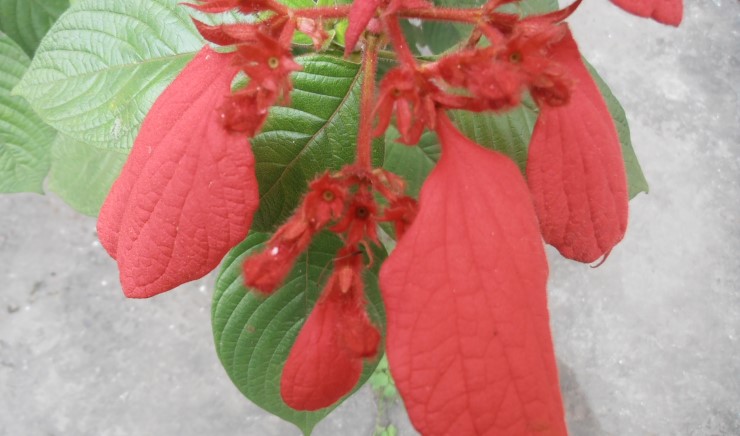 Ashanti blood | Red flag bush - Anipet Plants Gallery