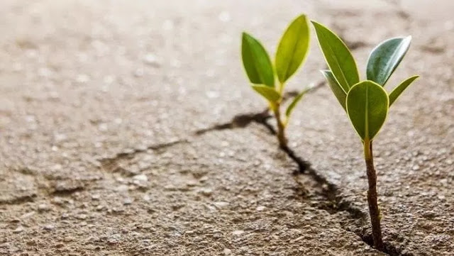 Pengertian Adaptasi Meliputi Tujuan, Jenis, dan Contohnya Secara ...