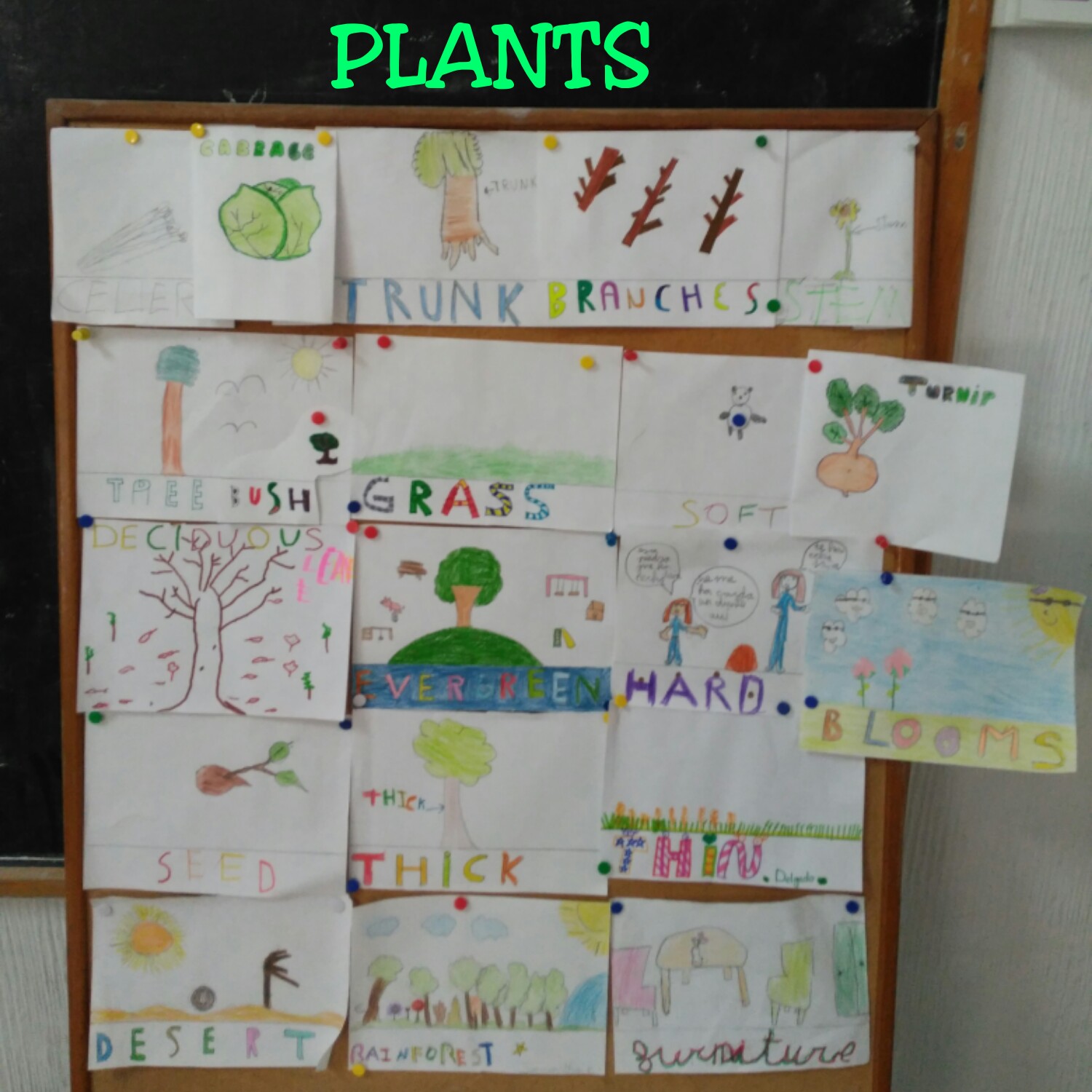 Topclass 2: PLANTS.-