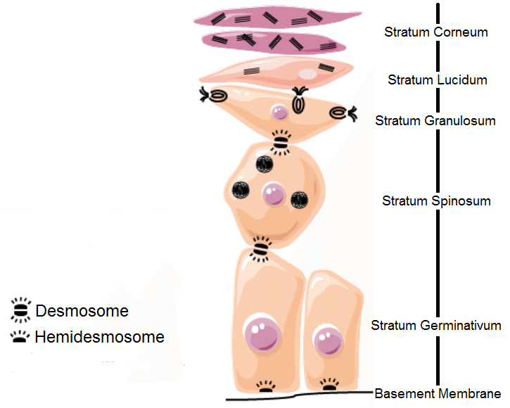 Beauty Note | Formation of New Skin Cells