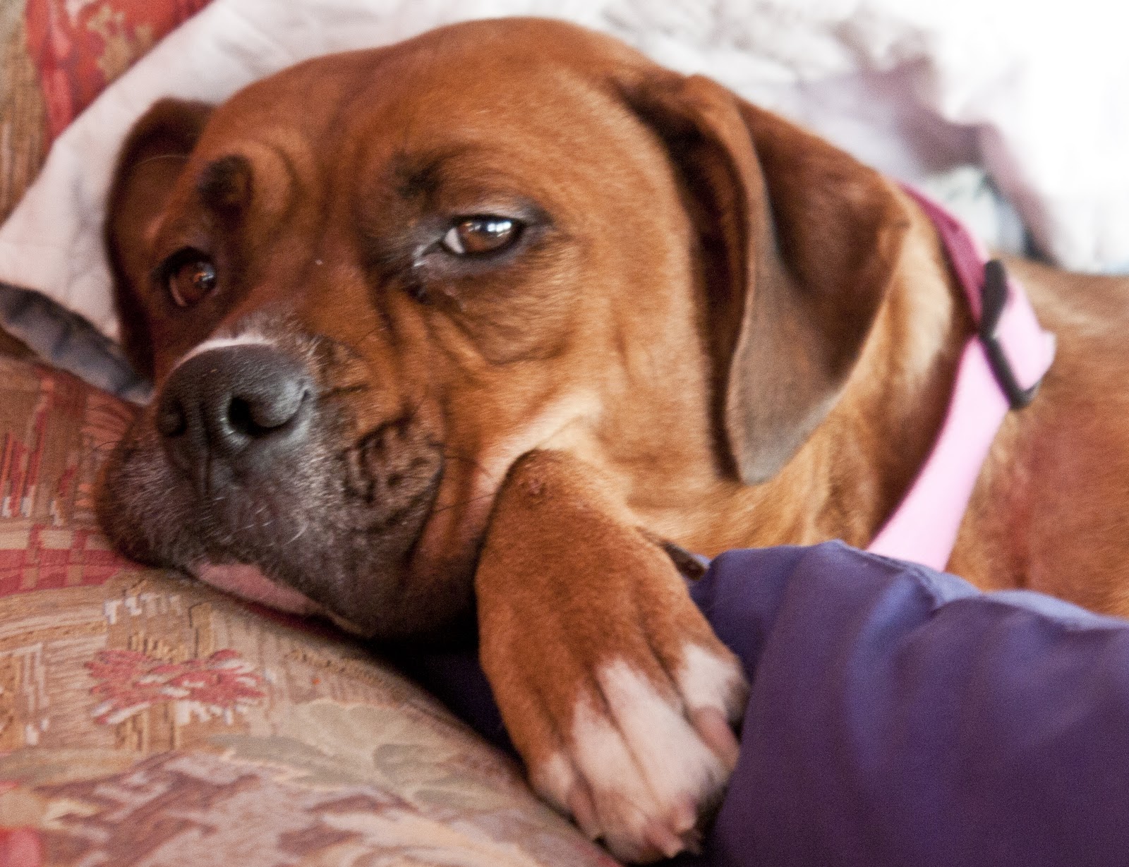 Dogs Day Out: Little Bit's Puppies Get Adopted