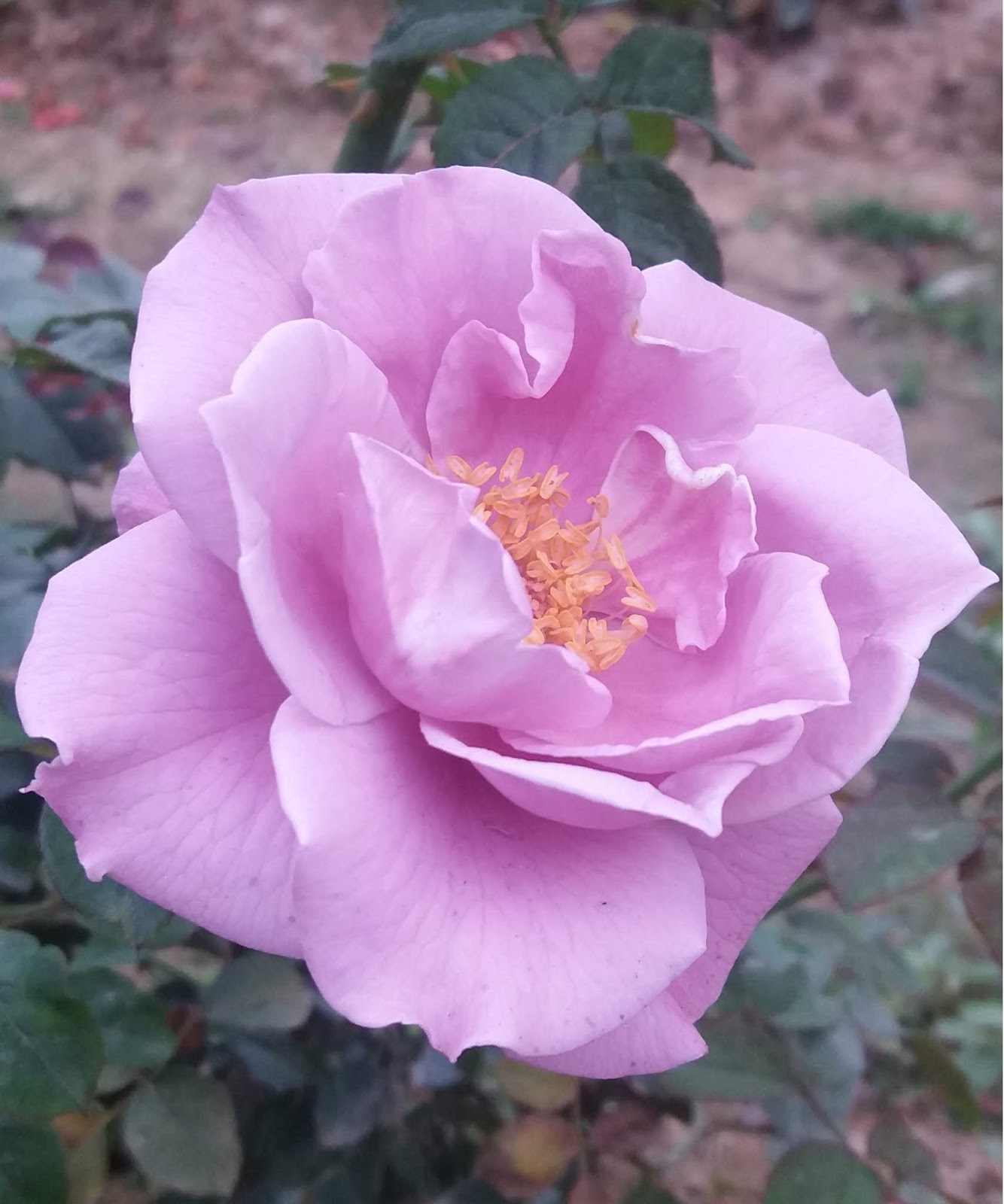 Sanguine: Interesting Facts about Roses