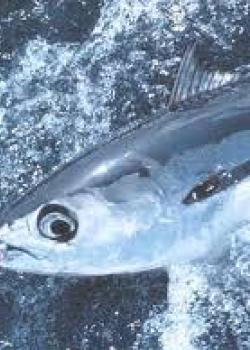 Solomon Islands pulls out of key tuna deal - Papua New Guinea Today