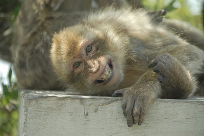 Curiosos e Engraçados: Macacos Sorrindo