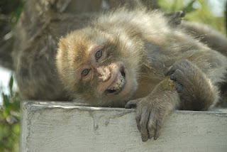 Curiosos e Engraçados: Macacos Sorrindo