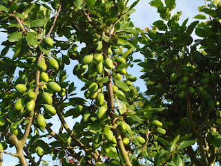Pratos da Bela: Árvores de fruto entre outros II...