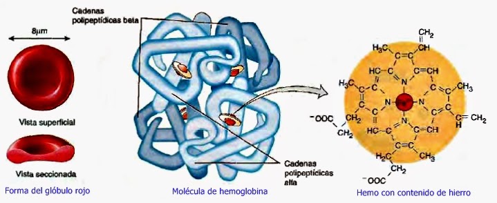 Glóbulos rojos: características y funciones