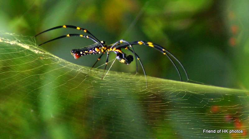 Photographic Wildlife Stories in UK/Hong Kong: Amazing giant Golden Orb ...