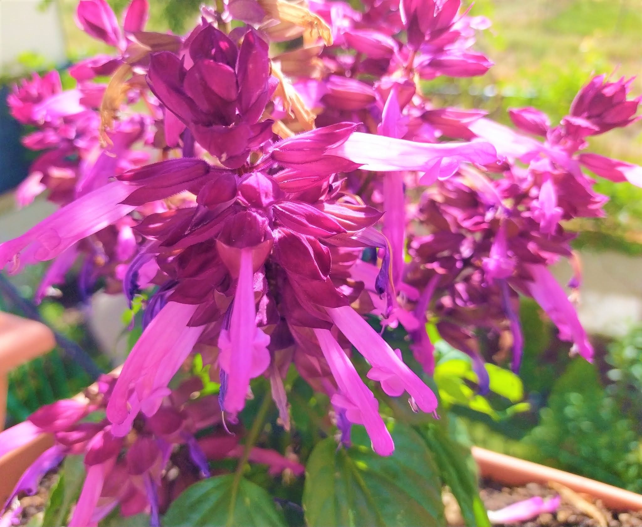 Biosfera vegetal.: Salvia roja (Salvia splendens Sellow ex Schult.).