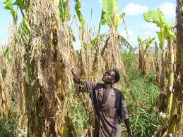 UFAHAMU UGONJWA WA MNAYAUKO WA MIGOMBA - KILIMO BORA