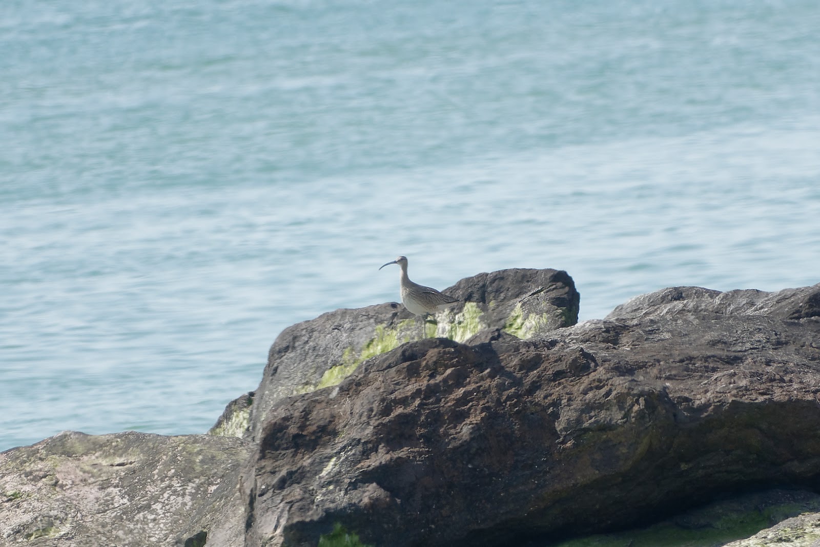 The Birds of Climping Gap & Lower Arun Valley