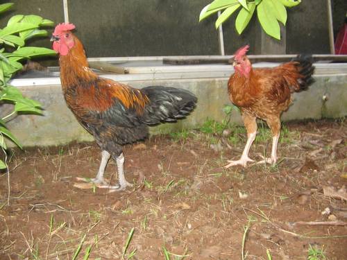 Ayam Ngampus: Ayam Merawang Imigran Yang Menetap di Bangka