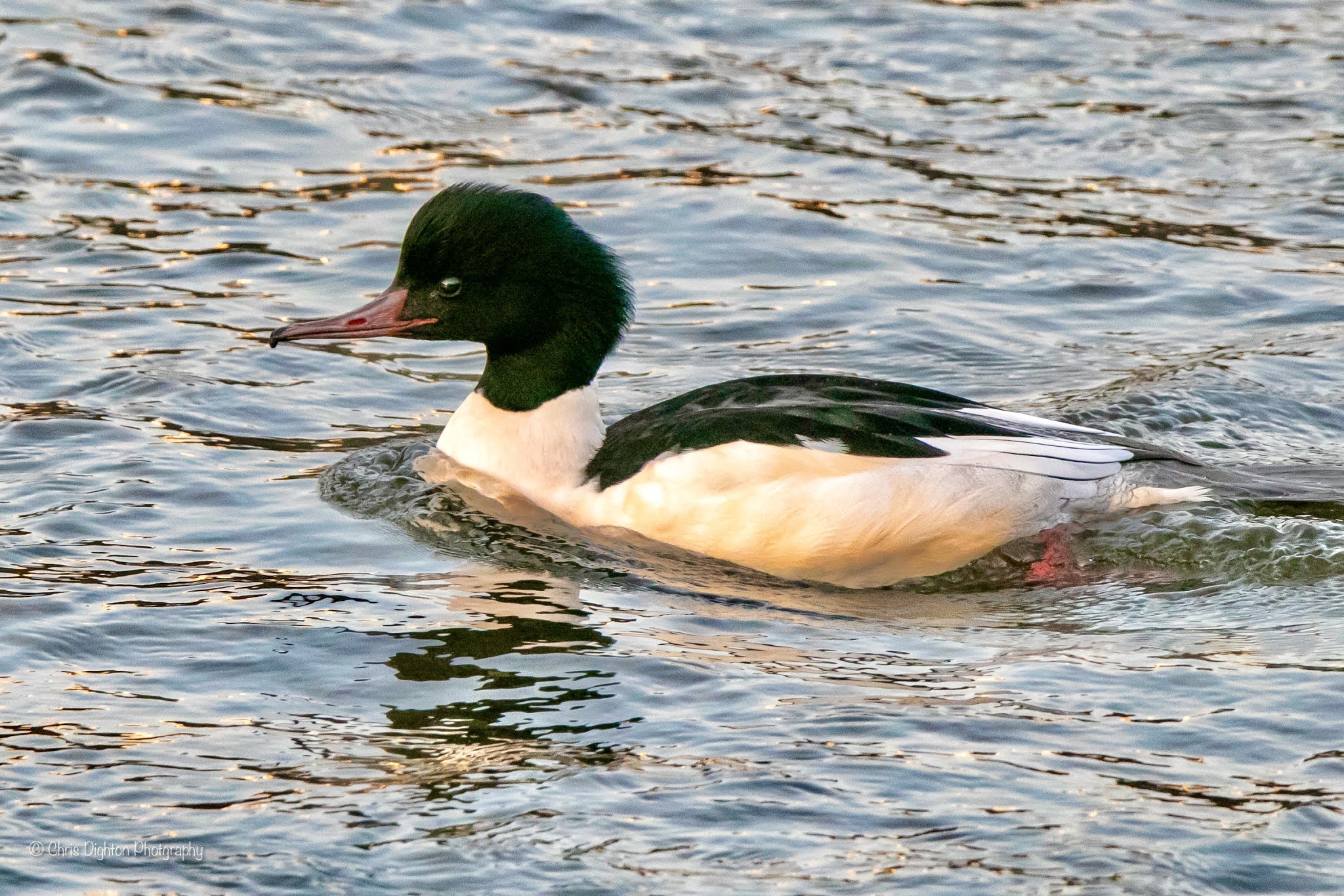Pembrokeshire Birds: Goosander at Lower Town