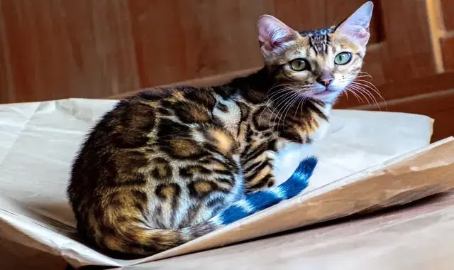 chat du Bengal - tout savoir sur la race : caractère, santé ...