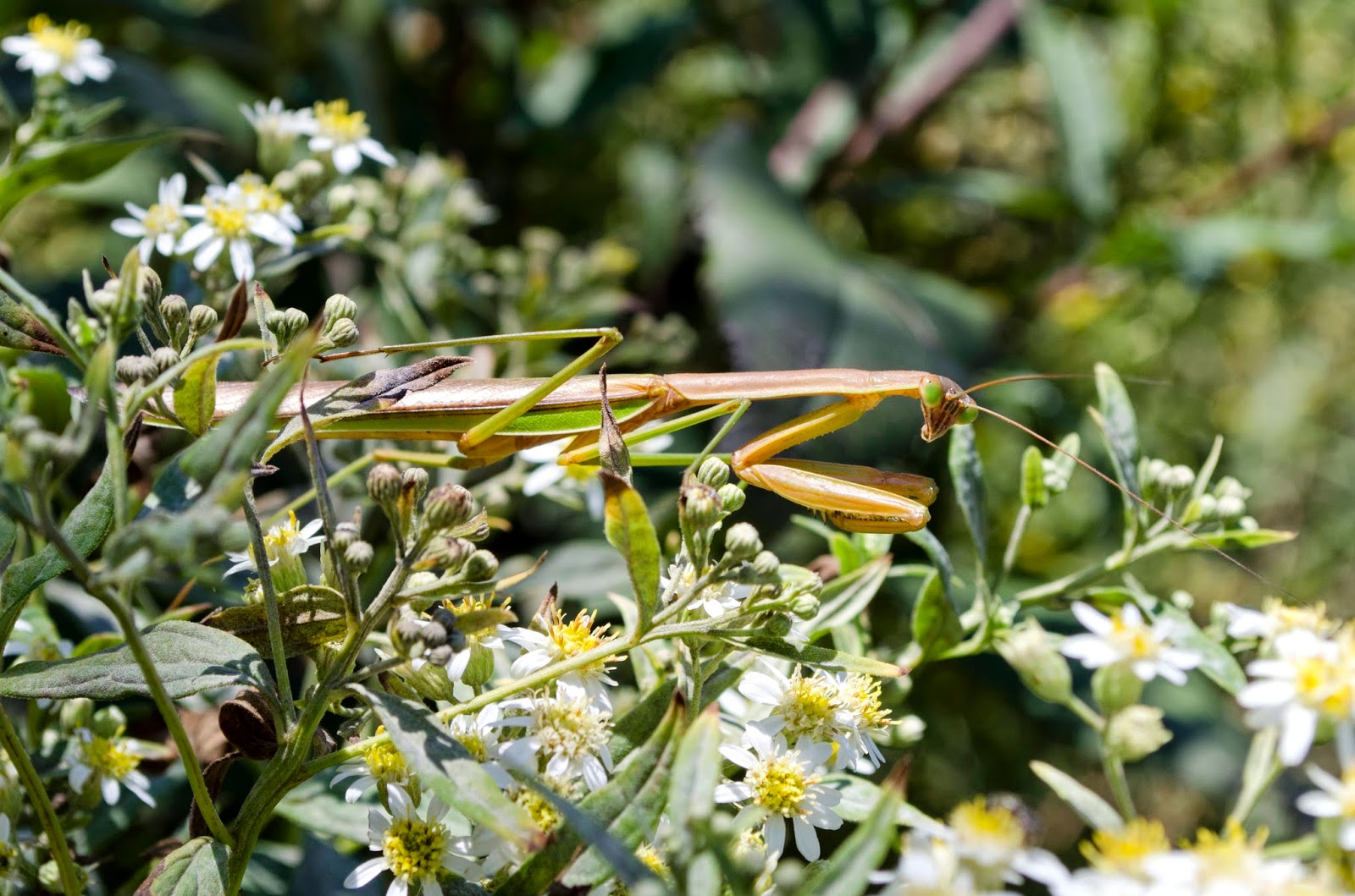 Urban Wildlife Guide: Chinese Mantis
