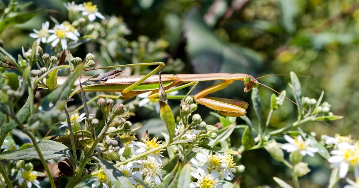 Urban Wildlife Guide: Chinese Mantis