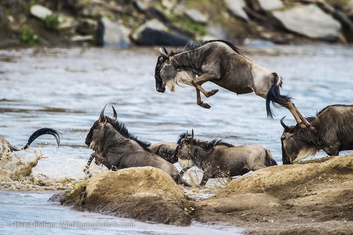 Facts about the Great Migration of the Wildebeests in Masai Mara ...
