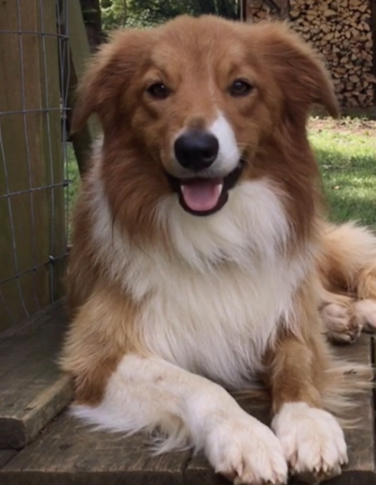 Sable Border Collie Mix