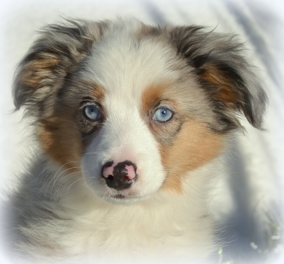 Welcome To Gold Pan City Little Aussies: Ladies