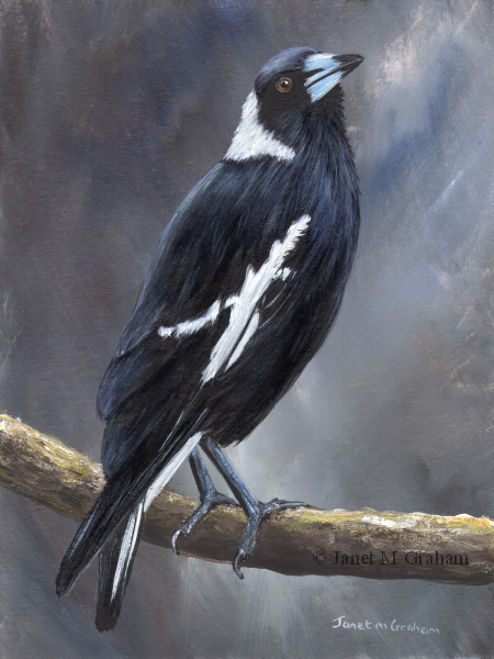Janet M Graham's Painting Blog: Australian Magpie No 5 in acrylics