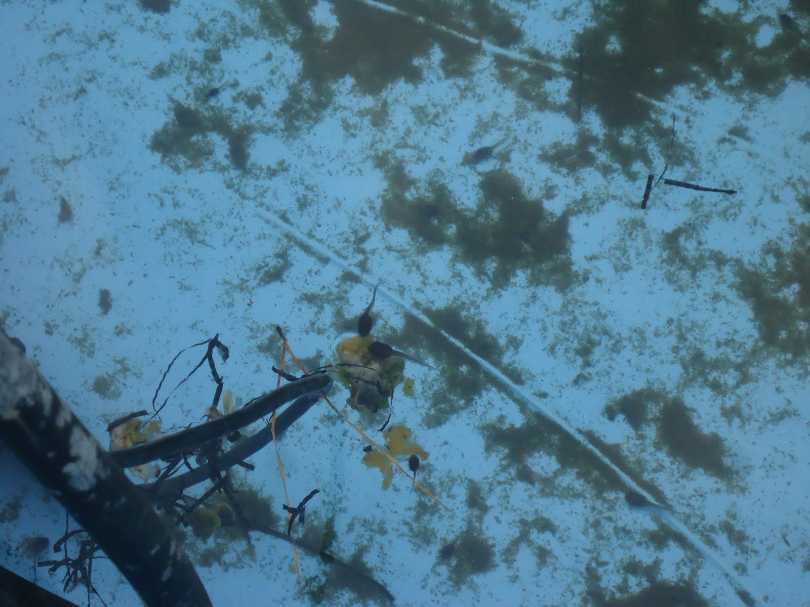 How I Experience Earth: Tadpole Pool