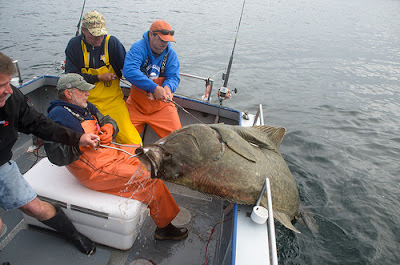 Behind the French Menu: Flétan (fletan)– Halibut, the fish.
