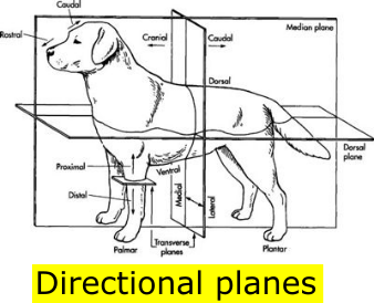 Anatomical Planes Animal