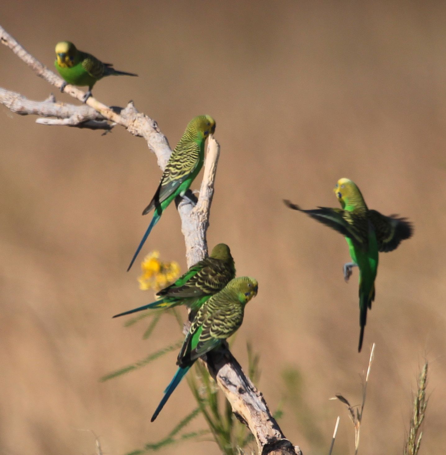 Richard Waring's Birds of Australia: Budgies, Budgies everywhere