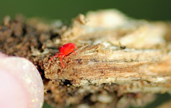MObugs: Red Velvet Mite